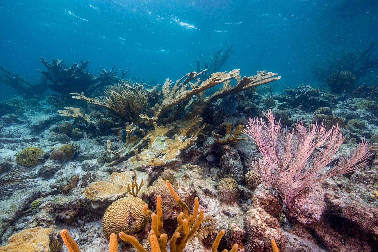 Virgin Islands Coral Reef National Monument - Park Wander